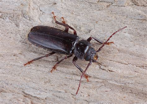 Cerambycidae