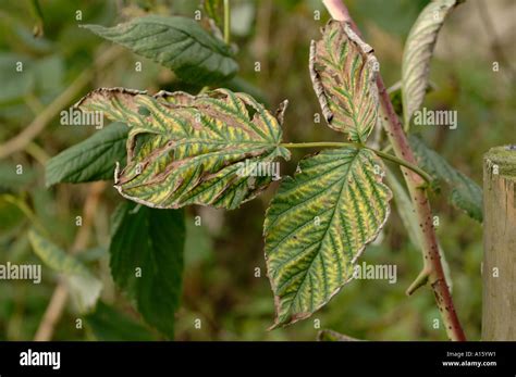Contamination Damage To Raspberry Leaves Caused By Glyphosate Weedkiller Contact Stock Photo Alamy
