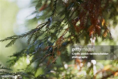 Sequoia Leaf Photos And Premium High Res Pictures Getty Images
