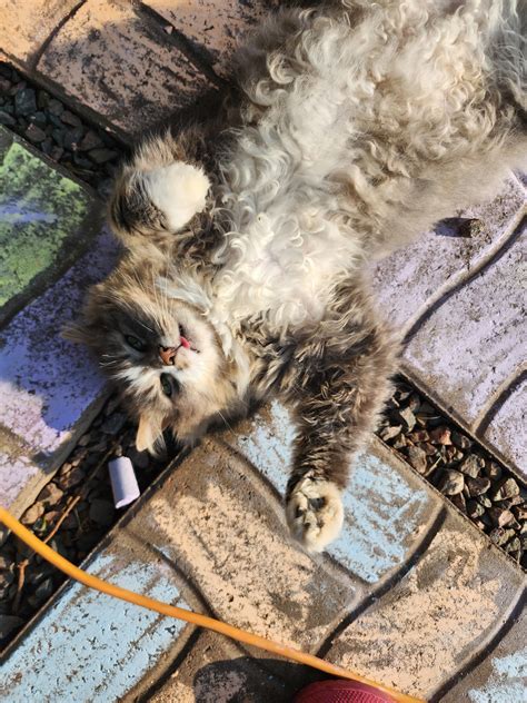 Colorful Blep R Blep