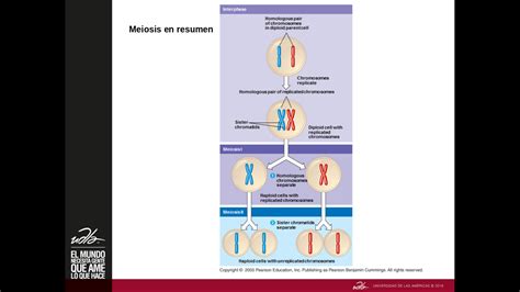 Actuaciencia Ciclo Celular Mitosis Y Meiosis Con Ejercicios