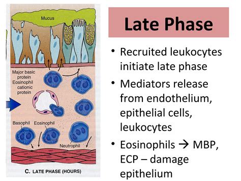 Pathogenesis Of Bronchial Asthma Ppt