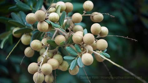 Strategi Budidaya Kelengkeng Agar Berbuah Lebat