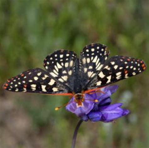 Chapter 4 Speciation And Phylogeny Flashcards Quizlet