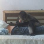 Monkey Handjob Drunkenstepfather Com