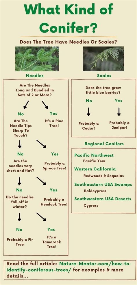 Pin By Claire Batson On Coniferous Trees In 2025 Tree Identification