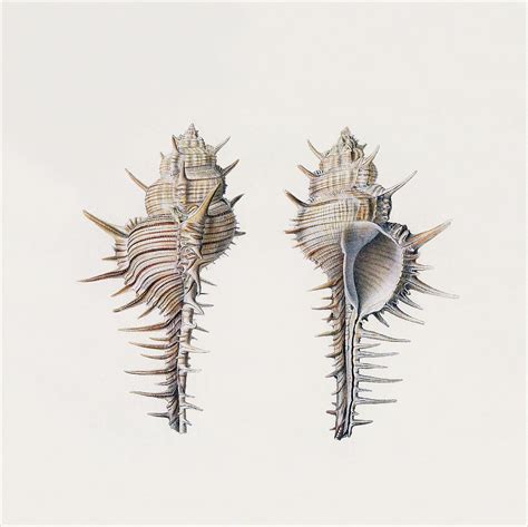 Murex Drawing By C E Lischke Fine Art America