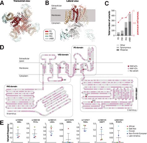 The Landscape Of Genetic Variability Of Kcnh2 Herg The 3d Structure Download Scientific