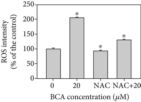 Measurement Of Ros Intensity In A E A498 And C G Achn Cells