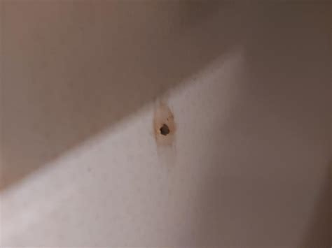 Identification Insecte Plafond Caravane