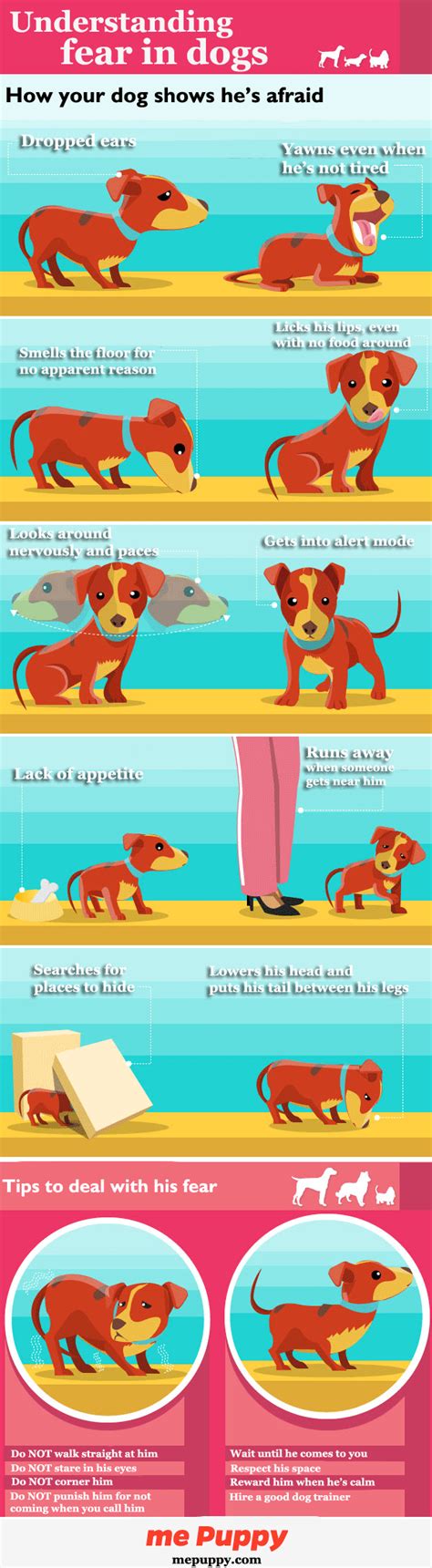 How To Ease Your Dogs Fear Animal Wellness Magazine