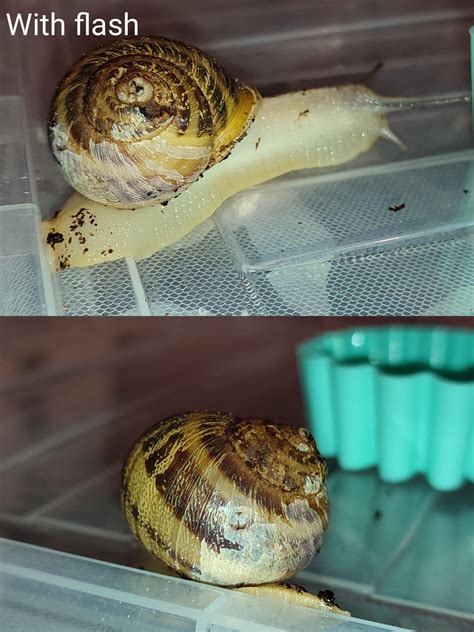 Why Does My Snails Shell Look Like This Details In The Comments R Snails