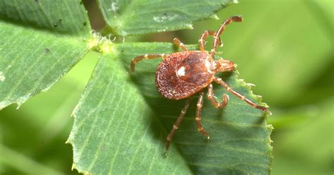 Lone Star Tick Amblyomma Americanum Female Entomology Today