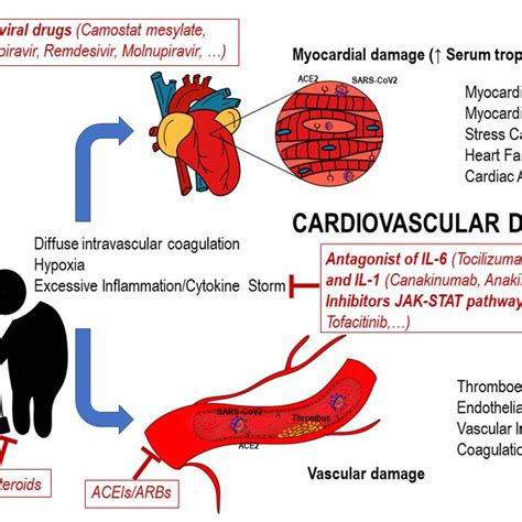 Impact Of Sars Cov 2 Infection On Cardiovascular System In Older