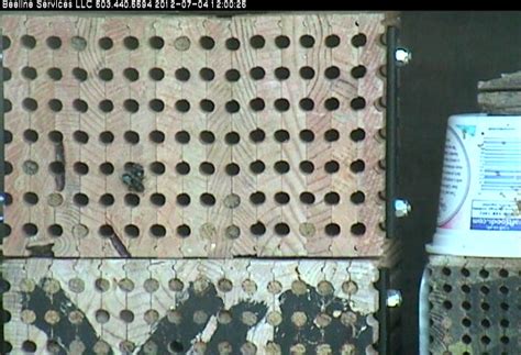 Oregon Berry Bee Project