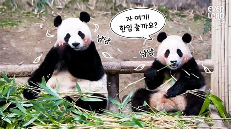 더쿠 바오가족 공식채널 귀엽고 센스있는 썸네일들 더쿠 바오가족 공식채널 귀엽고 센스있는 썸네일들