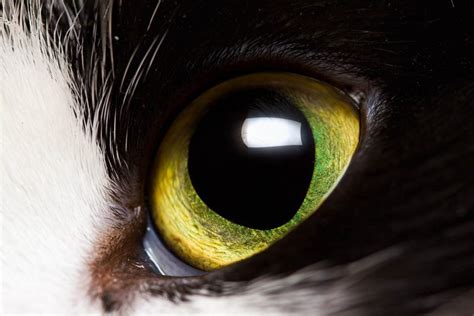 Cat Eyes Anatomy Function And Vision Cat World