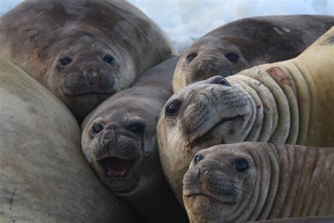 Southern Elephant Seal Diet Large And In Charge Antarcticas Southern