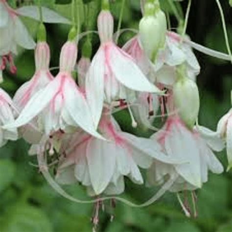 10 X Fuchsia Annabel
