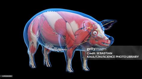Pig Anatomy Illustration High Res Vector Graphic Getty Images