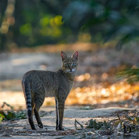 African Jungle House Cats