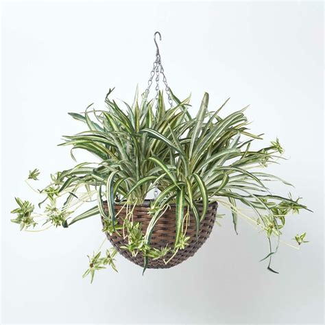 Artificial Hanging Basket Spider Plant 60 Cm