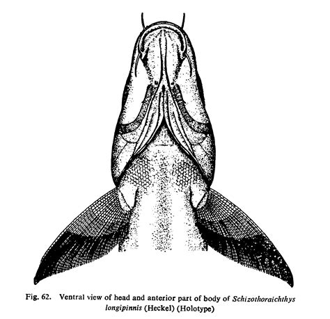 Schizopyge Curvifrons Heckel 1838