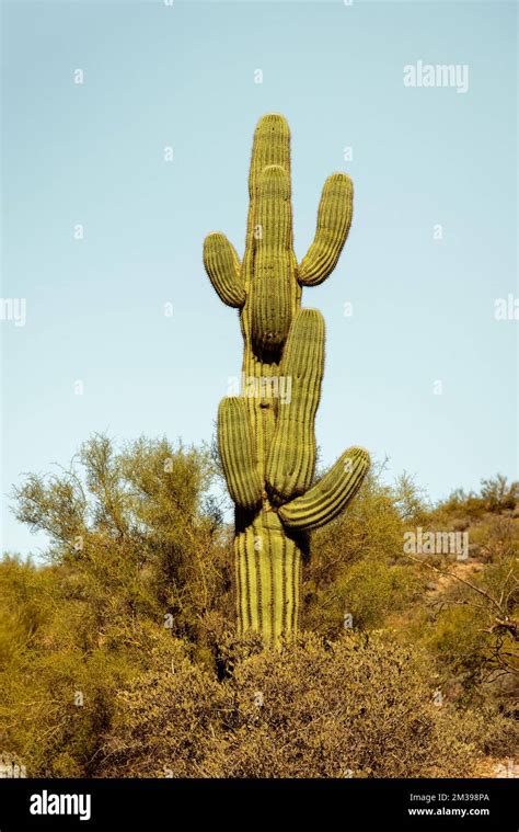 Single Main Saguaro Cactus Standing Prominently In The Sonoran Desert Near Phoenix Arizona