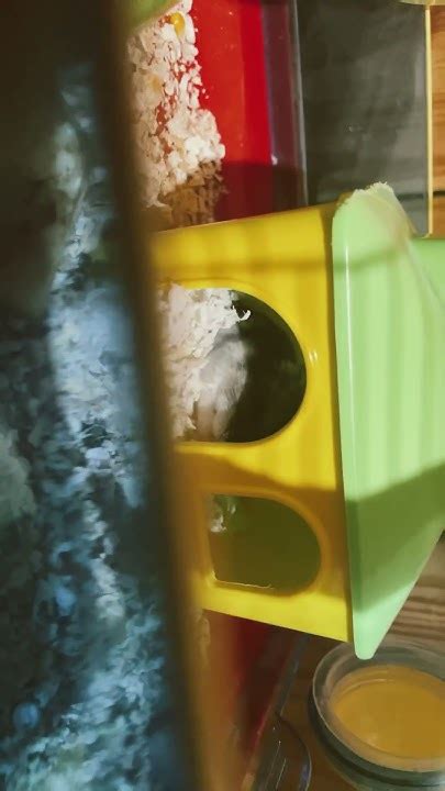 Хамяки Youtube