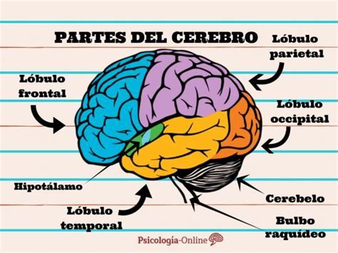 Sistema Nervioso Central Funciones Y Partes Apuntes Geniales