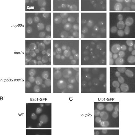 Other Nucleoporins Also Accumulate In Esc1Δ Foci A Co Localization Download Scientific
