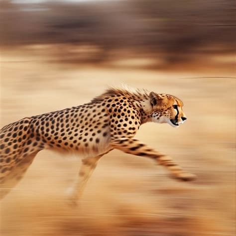 Free Cheetah In Motion Image Cheetah Speed Motion Download At