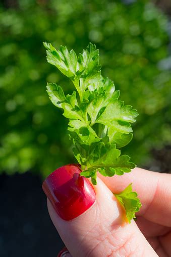 Woman Picking Celery From Her Balcony Garden In Potters For Her Soup
