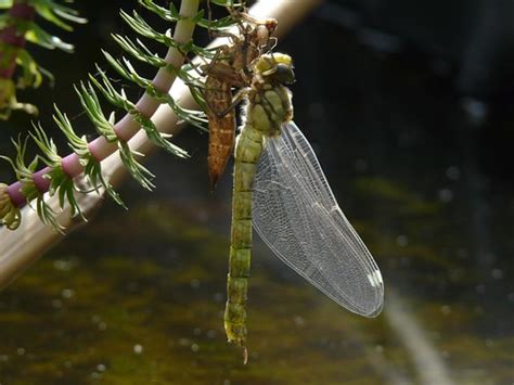 Newly Emerged Southern Hawker Aeshna Cyanea We Were Shown Flickr