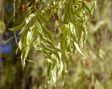 Agonis Flexuosa Variegata Gardensonline