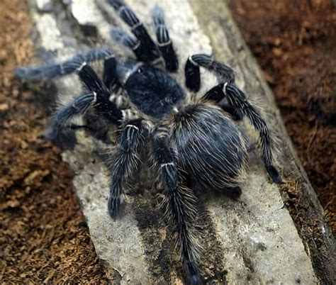 Bite Or Itch How New World And Old World Tarantula Venom Affects