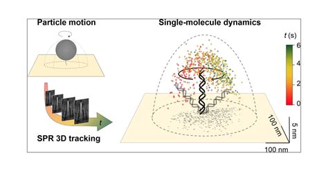 Three Dimensional Tracking Of Tethered Particles For Probing Nanometer Scale Single Molecule