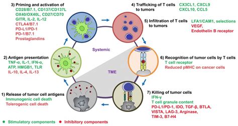 肿瘤免疫微环境相关研究介绍