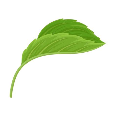 Premium Vector Side Viewed Detailed Green Hibiscus Leaf Vector