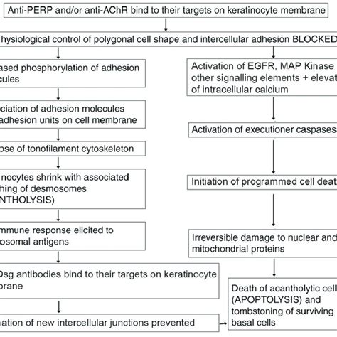 Current Concepts Of Acantholysis In Pemphigus 14 Download Scientific Diagram