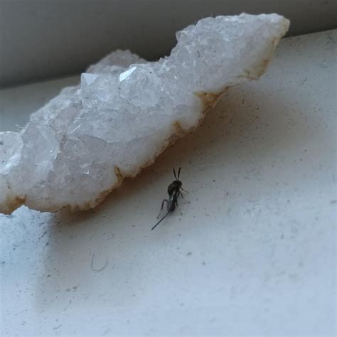 Extremely Tiny Wasp Bee R Whatsthisbug