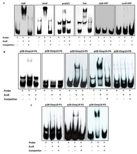 Evaluating Ecxr For Its Possible Role In Ehrlichia Chaffeensis Gene Regulation