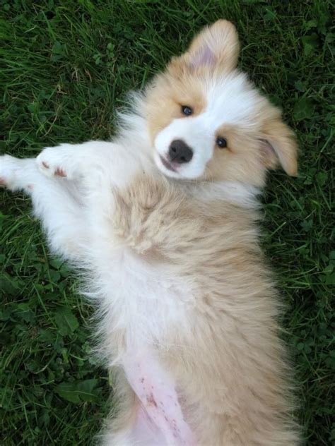 Australian Red Border Collie Puppies