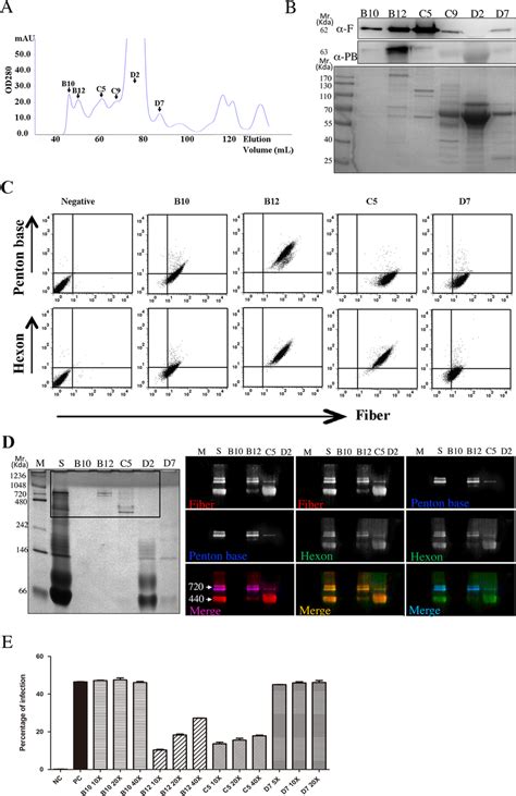 Identification And Characterization Of Structure Protein Complexes In Download Scientific