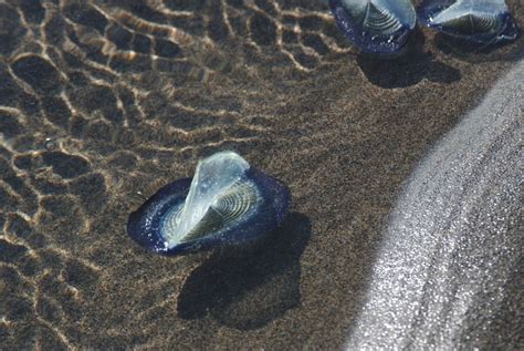 Adw Velella Velella Pictures
