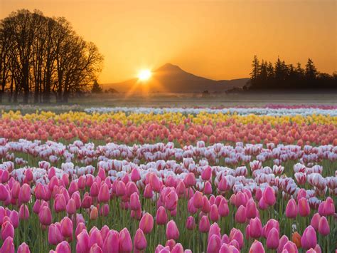 Tulip Fields Wallpaper