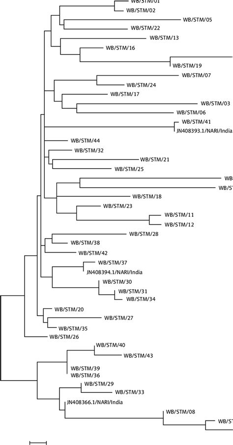 Molecular Phylogenetic Analysis By Maximum Likelihood Method The