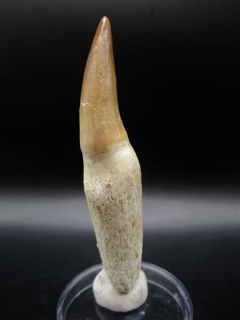 Prognathodon Anceps Mosasaurus Tooth 9 Fossils For Sale