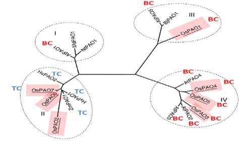 Phylogenetic Tree Of Plant Polyamine Oxidases Roman Numeral Indicates
