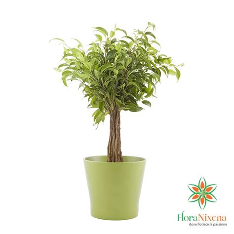 Ficus Benjamina Floranixena Flower And Plant Delivery
